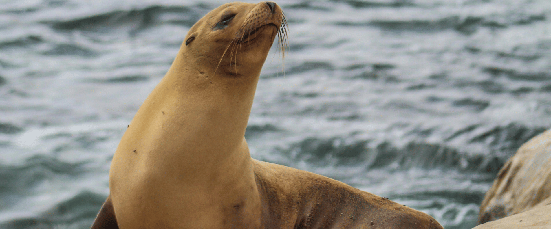 Exploring Seal Rocks